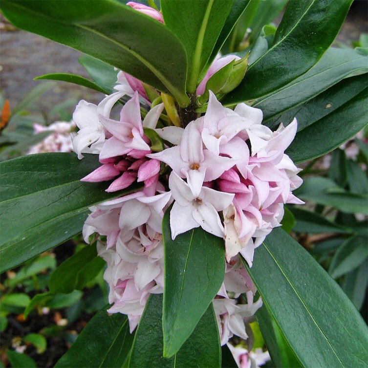 Daphne 'Perfume Princess' – Fragrant Plants Nursery