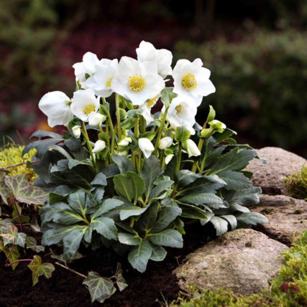 Hellebore niger 'Jesko' – Fragrant Plants Nursery